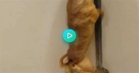 Scratch Scritch Scritch Sound On Album On Imgur