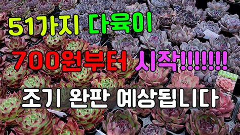 미친가격 4탄단돈 700원 시작 51종 국민 다육식물 6천원까지 예쁜 신상과 완판된 식물 재입고 막퍼드릴께요 Youtube