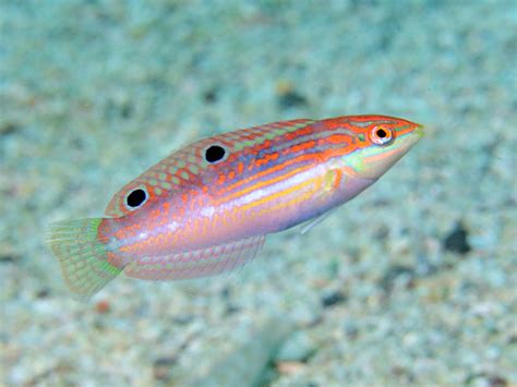 ツキベラ Izuzuki海の生き物大図鑑 笑