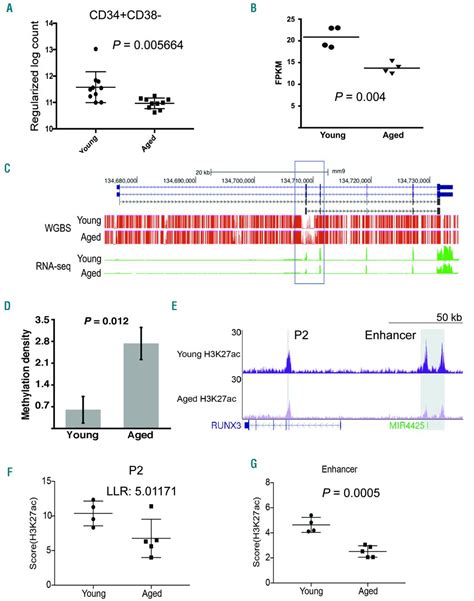 RUNX3 Levels In Human Hematopoietic Progenitors Are Regulated By Aging And Dictate Erythroid