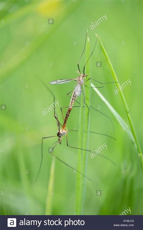Mosquito Mating High Resolution Stock Photography And Images Alamy