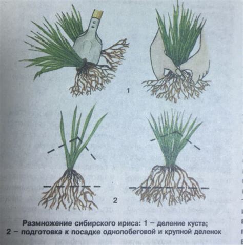 Посадка и размножение ирисов — ЭКО-МАСТЕРА