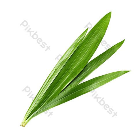 Lemongrass Leaf Isolated On White Background Png Images Psd Free