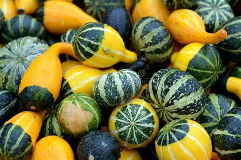 Gourd And Squash Stock Image Image Of Fall Colorful 193257613