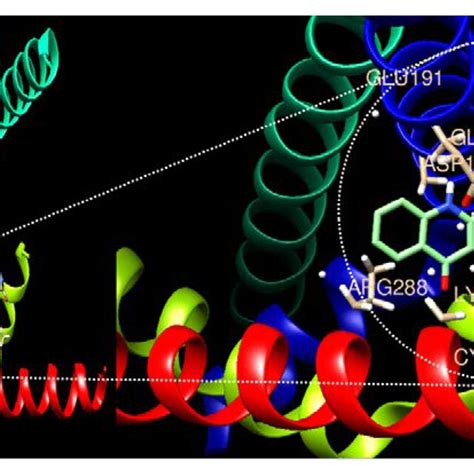 Molecular Docking Analysis Of The Ap 1 Complex C Jun And C Fos And Download Scientific