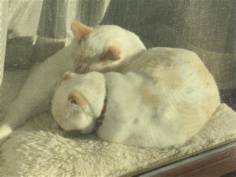 【シーバー病 セーバー病】長引いているかかとの痛みどうすればいいの？ 千葉県松戸市新松戸 ときた整骨院