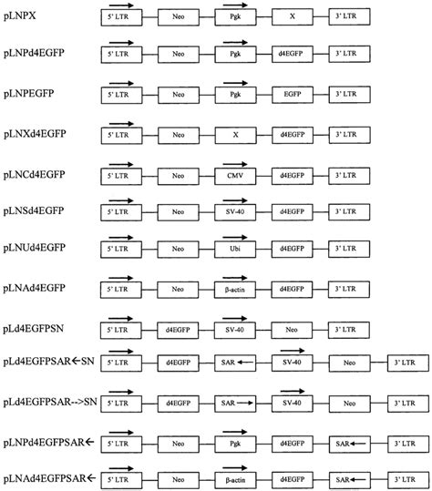 The Panel Of Retroviral Expression Vectors Used Thick Arrows Over The