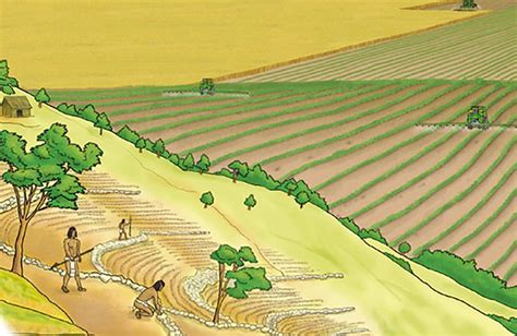 Aprende Todo Sobre La Historia De La Agricultura Y Sus Origenes