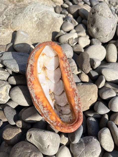 Gumboot Chiton With Lurid Rock Snail Markings Near Point Arena