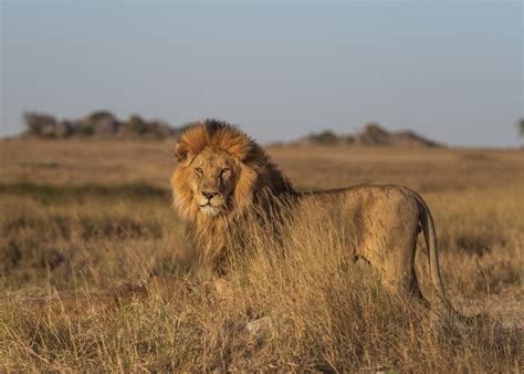 Lion Hd Photography Wallpaper Hd Animals 4k Wallpapers Images And