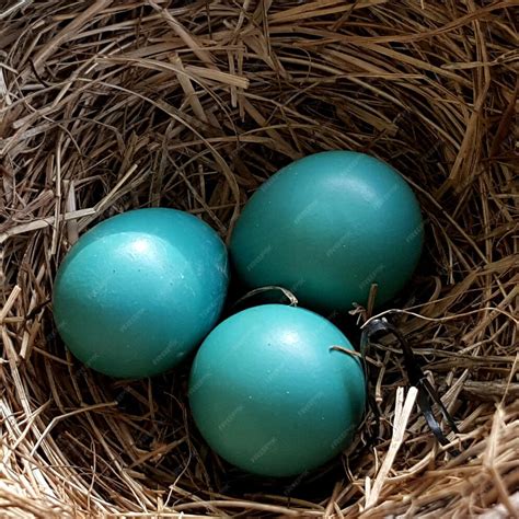 Premium Photo Robin Eggs