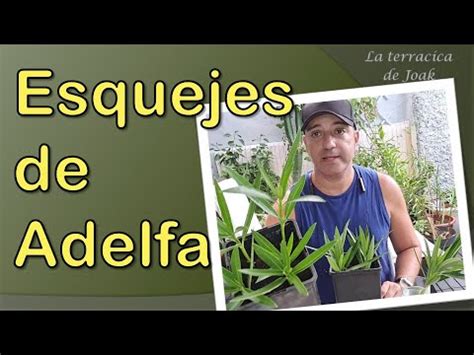 Quieres multiplicar tus adelfas Aprende cómo hacer esquejes en agua