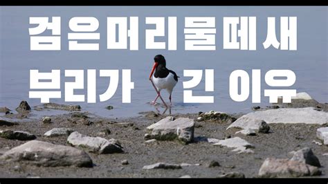 검은머리물떼새 부리가 긴 이유59k Youtube