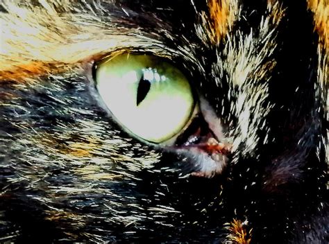 A Cat Eye By Fterracciano92 On Deviantart
