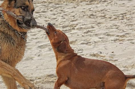 Premium Photo Playing On The Beach Bar Dogsgerman Shepherd And A