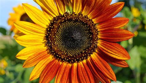 Fibonacci Rainbow Stock Illustrations 84 Fibonacci Rainbow Stock Illustrations Vectors