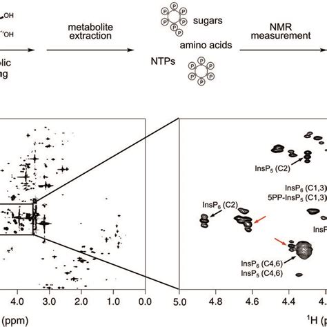 Metabolic Labeling Of Mammalian Cell Line Hct116 Followed By Nmr