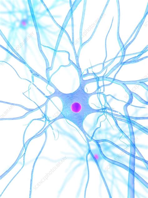 Nerve Cell Artwork Stock Image F Science Photo Library