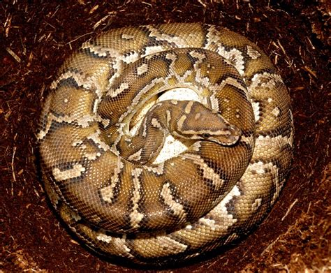 Angolan Python Facts And Pictures Reptile Fact