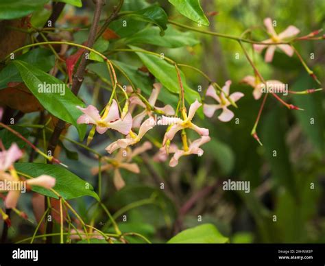 Pink Summer Flowers Of The Twining Evergreen Chinese Jasmine Trachelospermum Asiaticum Rose