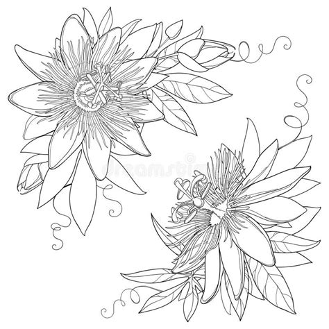Passion Flower Stock Illustrations 29182 Passion Flower Stock