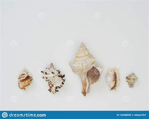 Placez Des Diff Rents Coquillages Sur Le Fond Blanc Image Stock Image