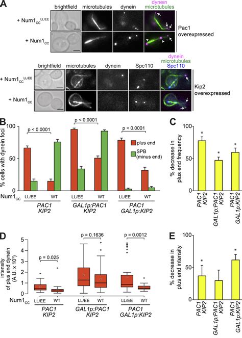 Overexpression Of Pac1 Reduces The Extent By Which Num1 CC Depletes