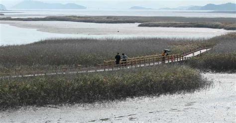 바람과 갈대의 하모니남도 갈대 여행