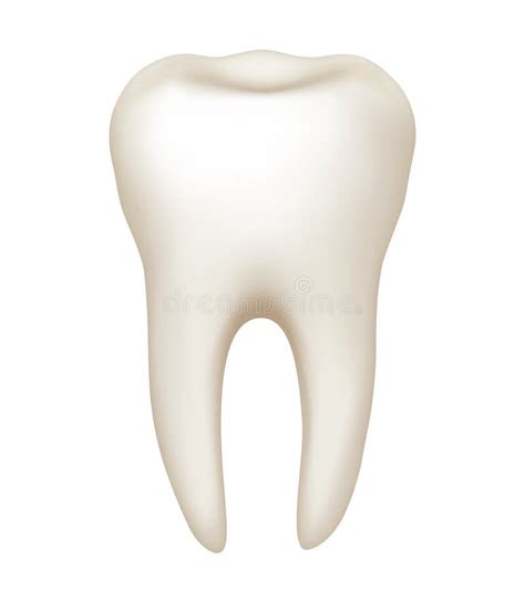 The Structure Of A Human Tooth Anatomy Of The Tooth Stock Illustration