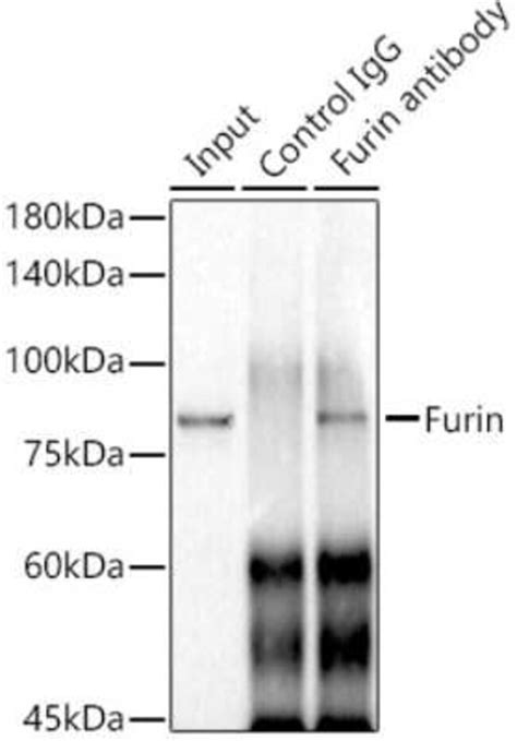 Furin Rabbit Anti Human Mouse Clone 1p6n8 Novus Biologicals 20 μg
