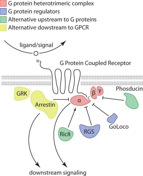 Signaling Pathway Diagram At Michael Madden Blog