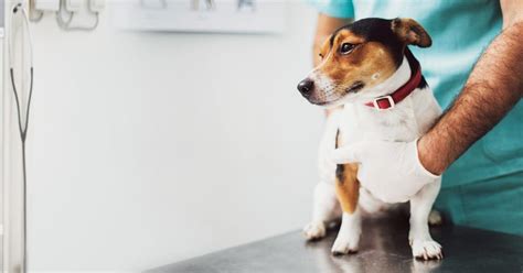 Antech Diagnostics On Linkedin Wellness Lyme Heartworm Ehrlichia Anaplasma Accuplex