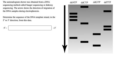 Solved The Autoradiogram Shown Was Obtained From Dna Sequencing Method Called Sanger Sequencing