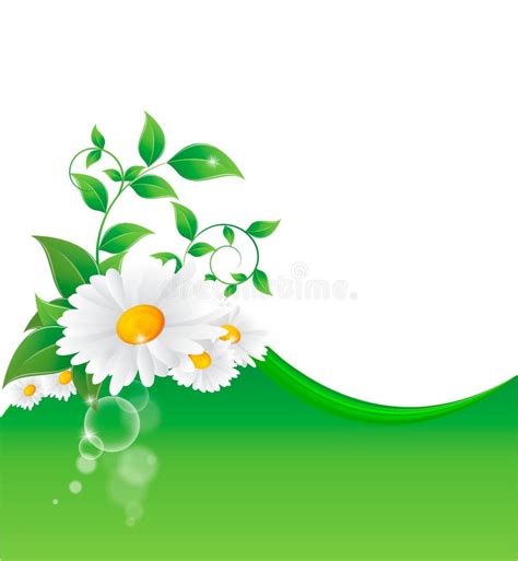 Ejemplo Del Vector De La Flor De La Manzanilla Ilustración del Vector