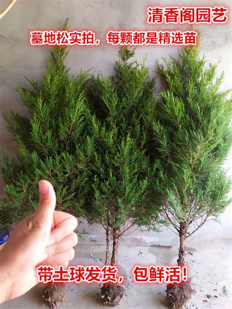 塔柏四季柏树宝塔松蜀桧墓地松扫墓松清明松龙柏侧柏树苗带土球 虎窝淘