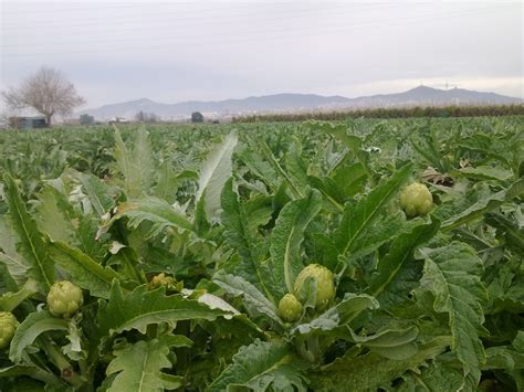 Planta De Alcachofa