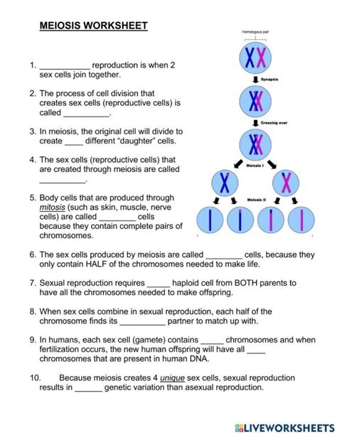 Meiosis Worksheet Download Free Printable Templates