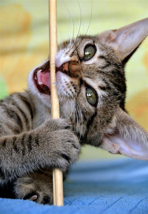 Naughty Kitten Stock Image Image Of Chew Tabby Small 68063001