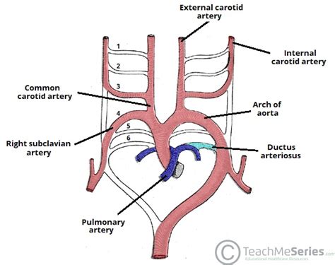 Development Of The Cardiovascular System Teachmeanatomy