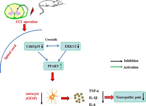Crosstalk Between Cdk5 P35 And Erk1 2 Signalling Mediates Spinal