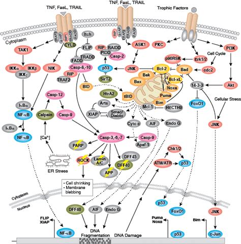 細胞死 Cell Signaling Technology