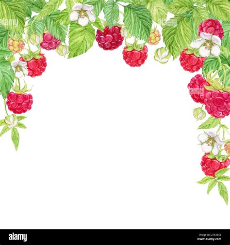 Composition Of Hanging Raspberry Branches Watercolor Red Berries Grow
