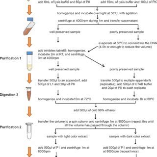 PDF Improving DNA Quality Extracted From Fecal Samplesa Method To