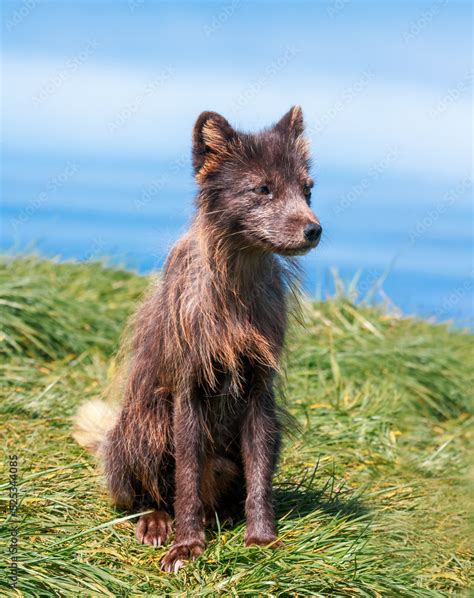 Pribilof Islands Arctic Fox Alopex Lagopus Pribilofensis At St