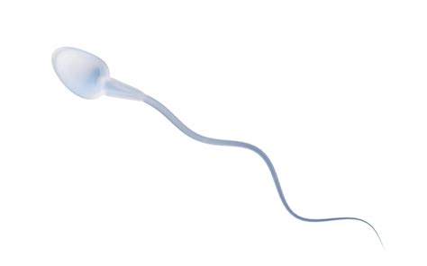 Sperm Cell With Biology Concept 3d Rendering Digital Drawing Premium