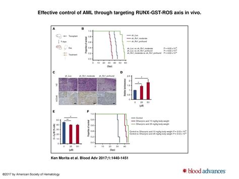Paradoxical Enhancement Of Leukemogenesis In Acute Myeloid Leukemia