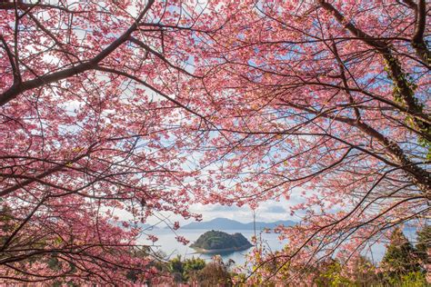 ABB KBB DIARY 大芝島の河津桜広島県2024