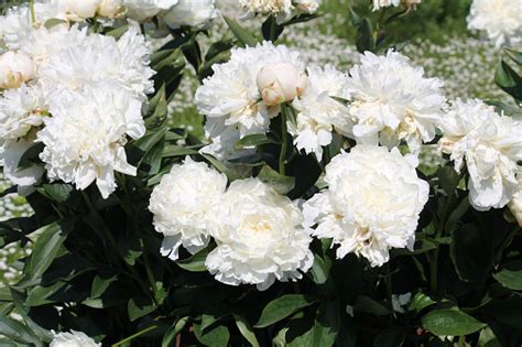 Paeonia Lactiflora 의 흰색 이중 꽃 정원에서 꽃을 피우는 모란 0명에 대한 스톡 사진 및 기타 이미지 Istock