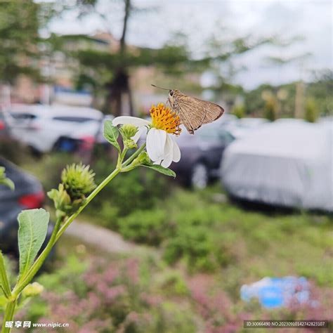 鬼钗草 摄影图 花草 生物世界 摄影图库 昵图网nipic