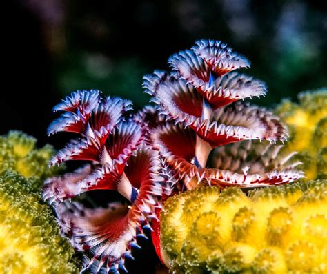 Christmas Tree Worm Spirobranchus Giganteus Angari Foundation